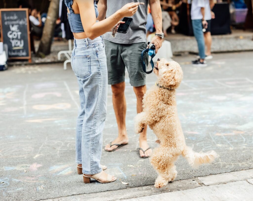 WALK YOUR DOG - PIT STOP - ALL ABOUT EVENTS